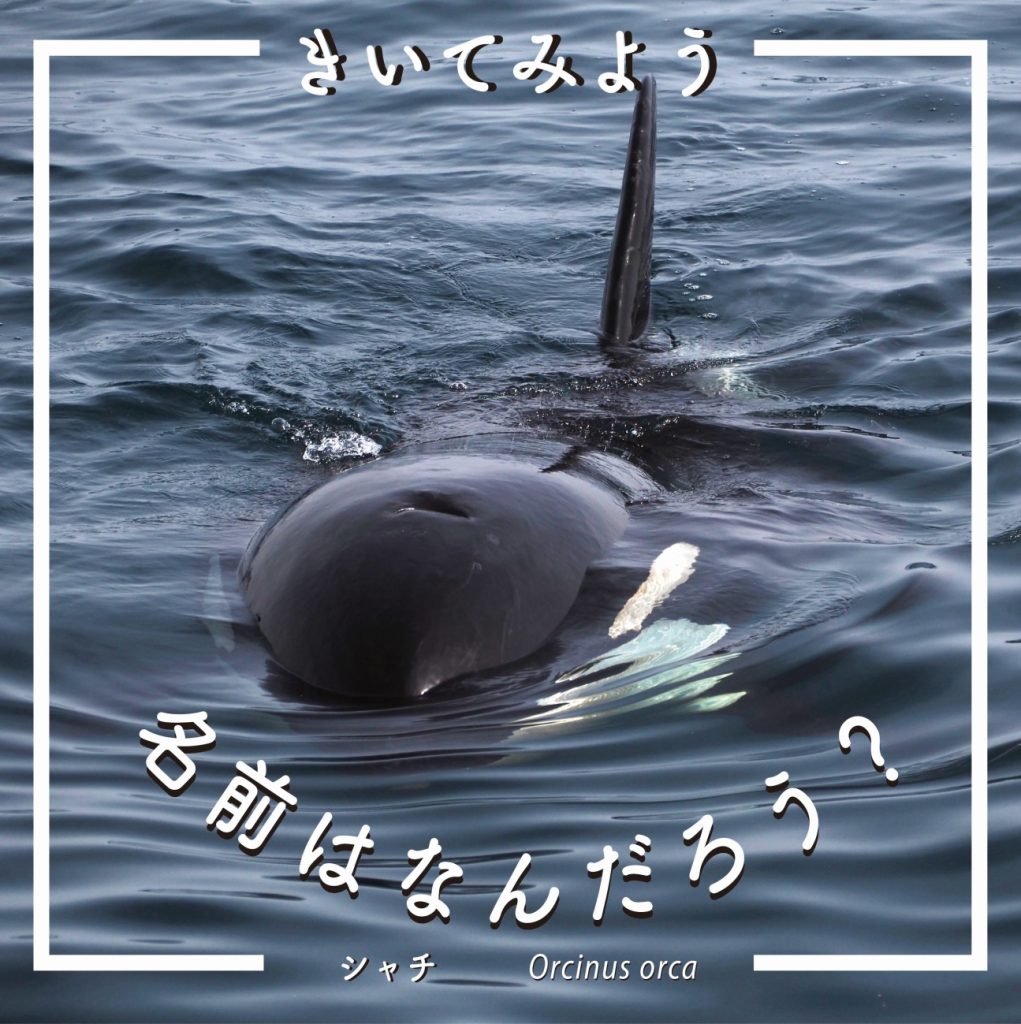 【ご案内】生きものの名前がわからないときは「いきものログ」の『種名調べ支援』！ ～期間限定（5/1～10/31）～ | 環境☆ナビ北海道
