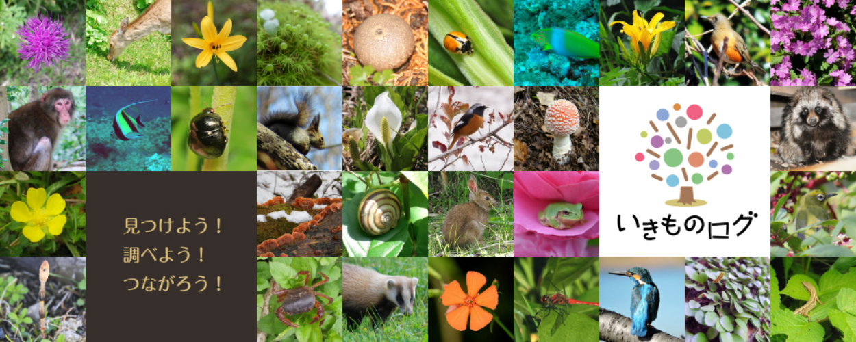 【ご案内】生きものの名前がわからないときは「いきものログ」の『種名調べ支援』！ ～期間限定（5/1～10/31）～ | 環境☆ナビ北海道